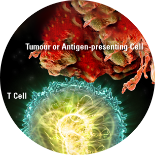About KEYTRUDA | KEYTRUDA® (pembrolizumab) | MSD Connect UK