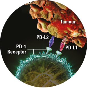 About KEYTRUDA | KEYTRUDA® (pembrolizumab) | MSD Connect UK
