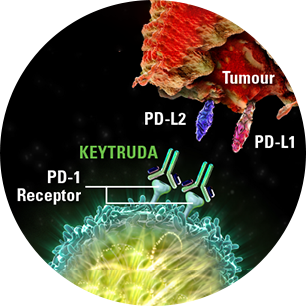 About KEYTRUDA | KEYTRUDA® (pembrolizumab) | MSD Connect UK